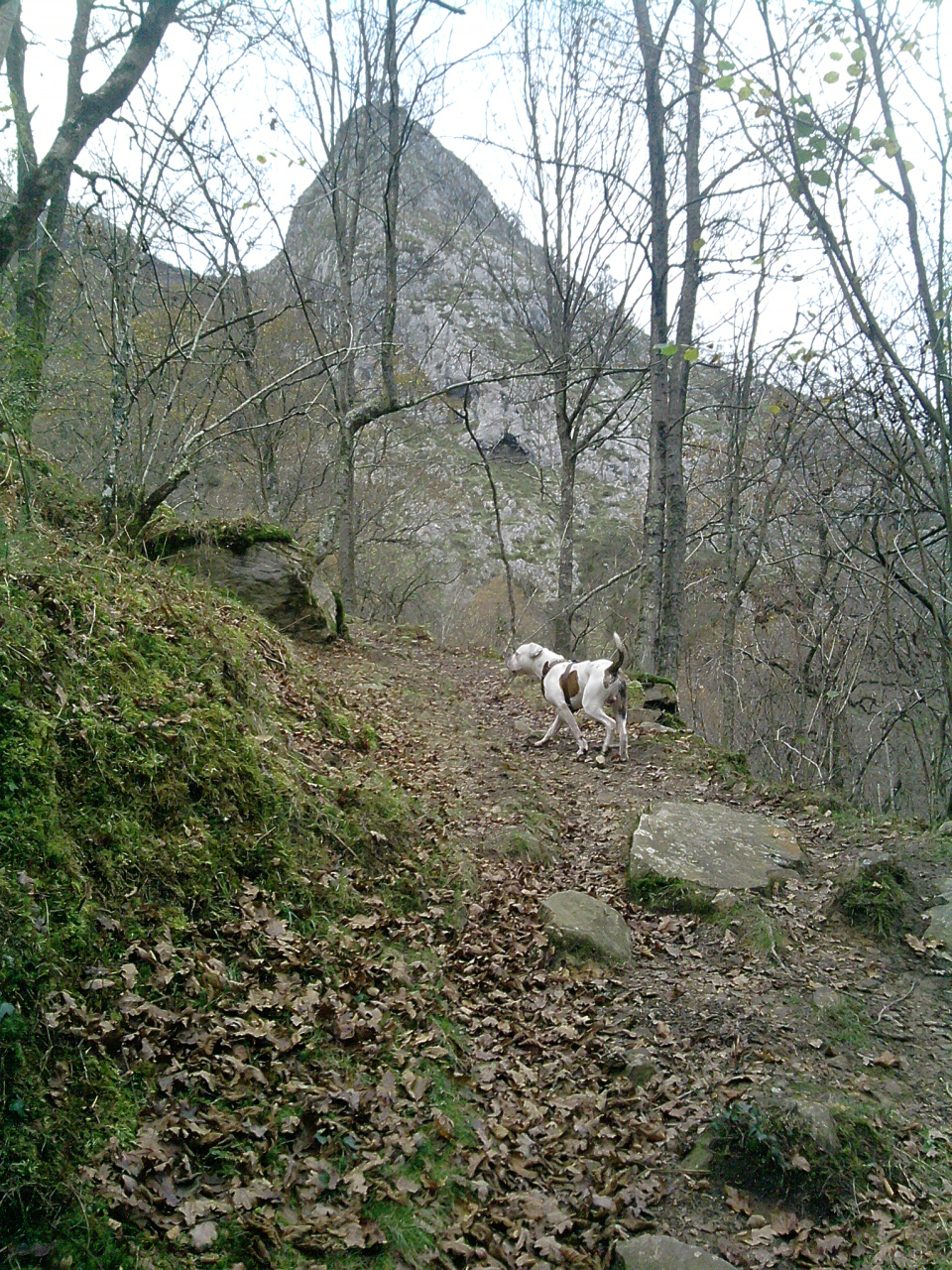 La senda de Cernunnos: Ruta de Fuensanta.Nava ( Asturias )